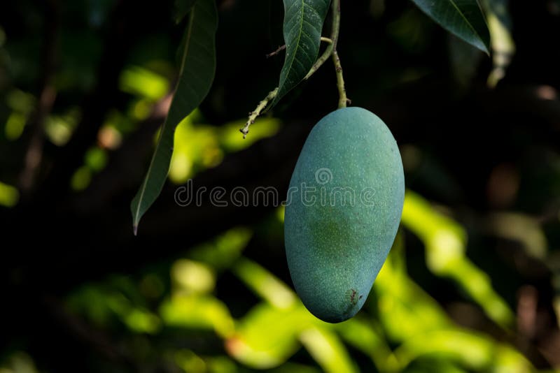 Young Mango stock image. Image of organic, fresh, summer - 112676935
