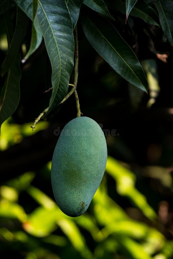 Young Mango stock photo. Image of sweet, agriculture - 112676980