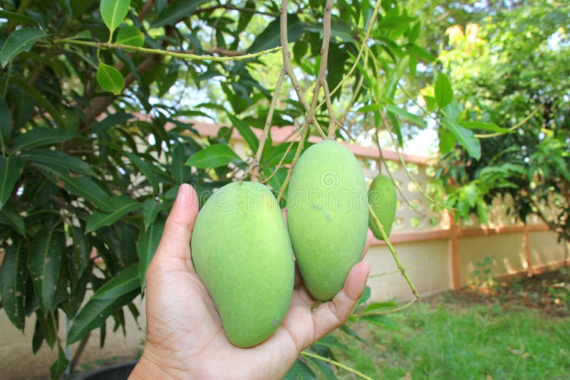 Young Mangoes in Human Hand Stock Image - Image of nature, mango: 74755471