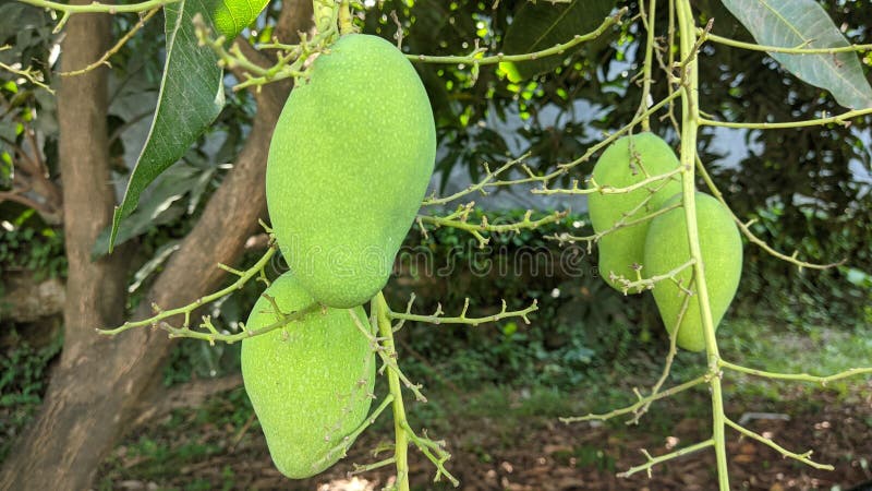 The Raw Mangoes are Still on the Stem Stock Photo - Image of shrub ...