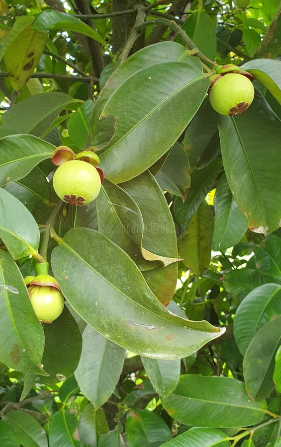 240 Fresh Young Mangosteen Fruit Stock Photos - Free & Royalty-Free ...