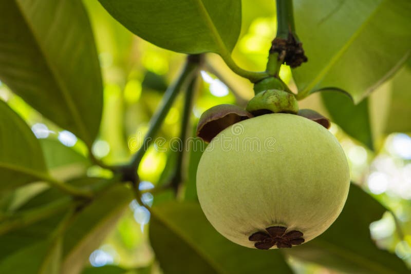 Young mangosteen on tree stock photo. Image of green - 90809514