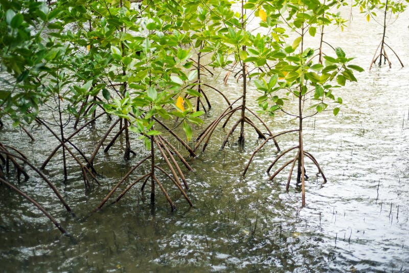 Young mangrove trees stock photo. Image of lake, stationary - 72886330
