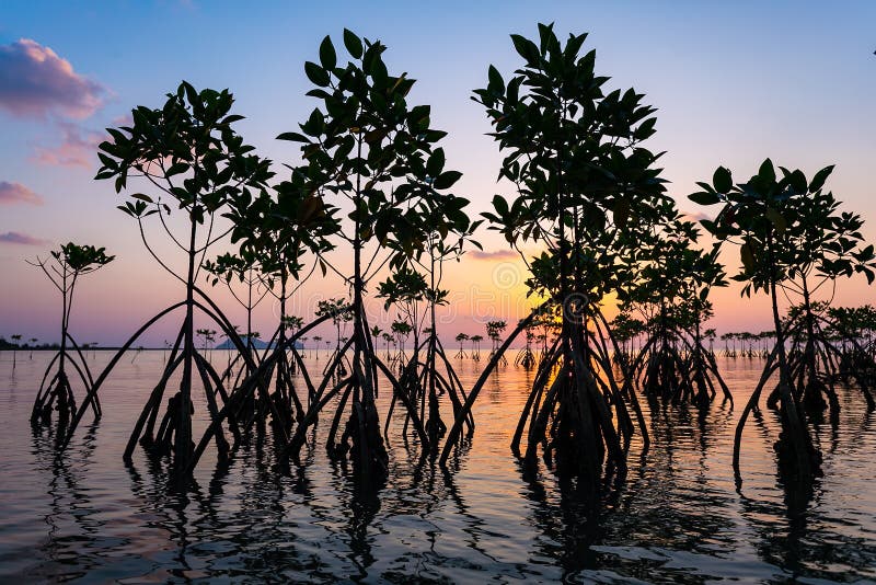 Mangroves trees and river. stock photo. Image of nature - 59271054