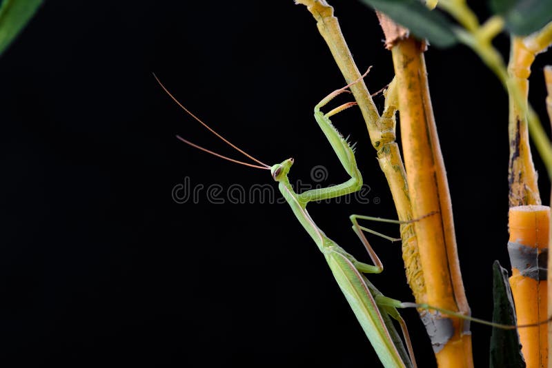 Young Mantis Sitting on an Grass Stalk. Stock Photo - Image of predator ...