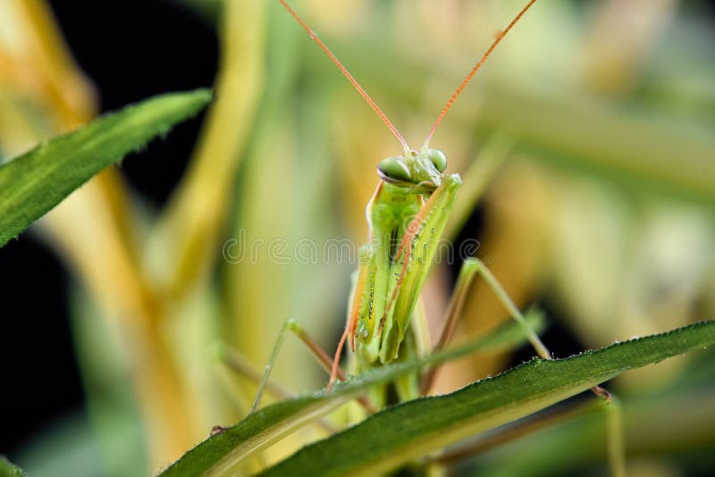 Young Mantis Sitting on an Grass Stalk. Stock Photo - Image of mantis ...