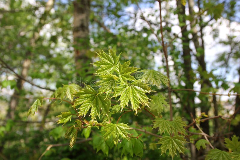 Young Maple with Fresh Leaves Stock Photo - Image of growth, springtime ...