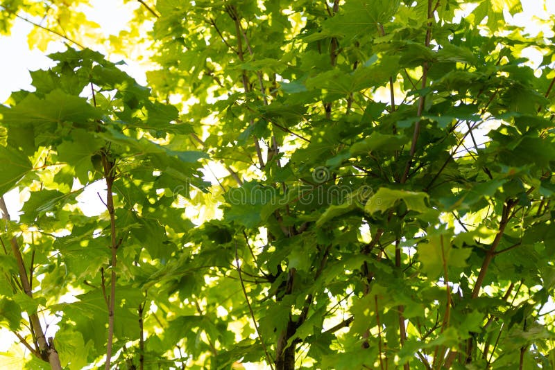 Young Maple. Dense Foliage. Tree. Stock Photo - Image of wood, tree ...