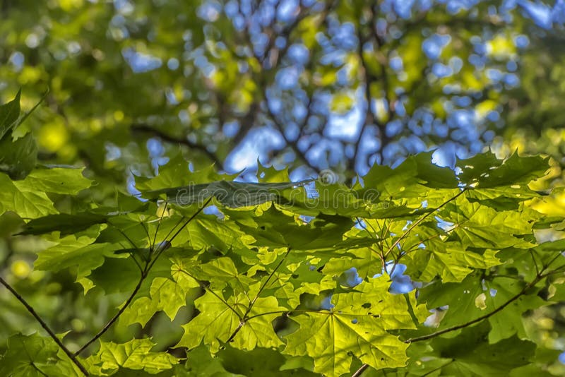 Young Maple Leaf in Early Summer Stock Image - Image of environment ...
