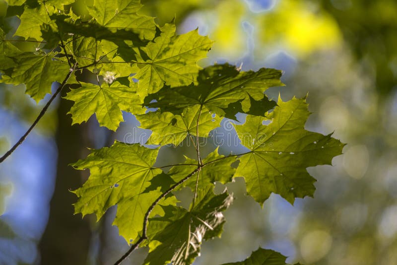 Young Maple Leaf in Early Summer Stock Image - Image of background ...