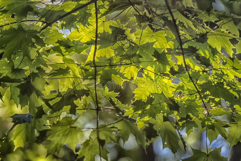 Young Maple Leaf in Early Summer Stock Photo - Image of foliage, leaf ...