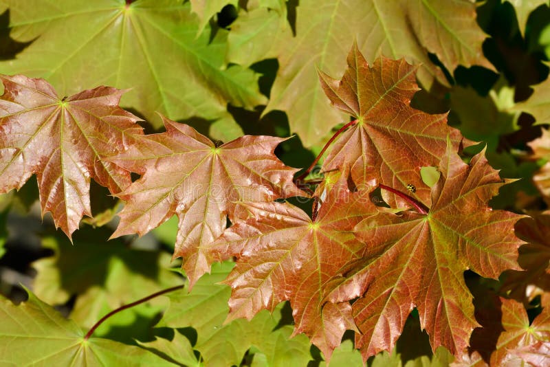 Young Maple leaves stock photo. Image of outdoors, large - 56726874