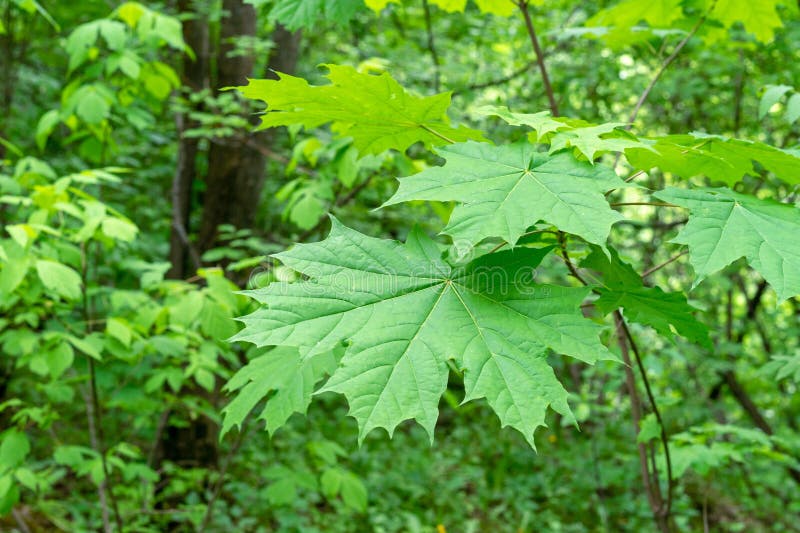 Young Maple Leaves in the Forest. Maple Trees at the Beginning of ...