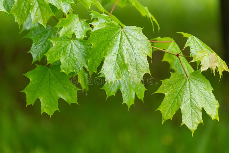 The Young Maple Leaves in a Raindrops Stock Image - Image of leaf ...