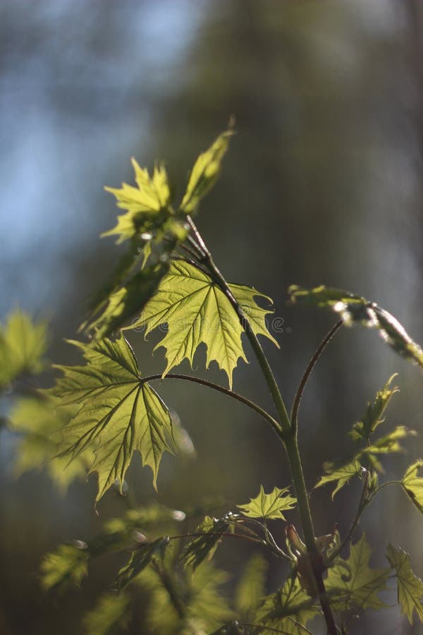 Young stock image. Image of shine, maple, young, leaves - 184505761