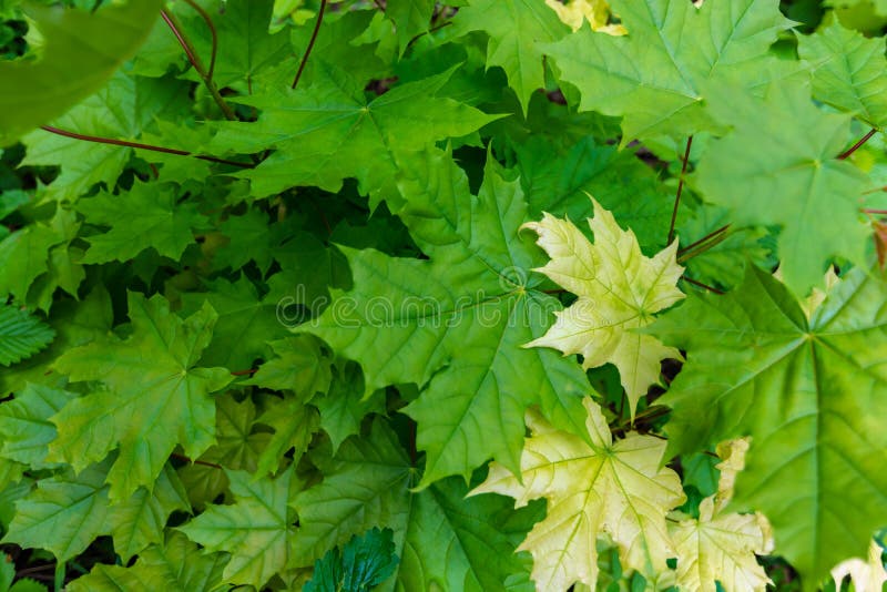 Young Maple Leaves on a Small Tree. Green Background Stock Photo ...