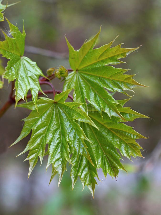 Young maple leaves stock photo. Image of nature, young - 72144640
