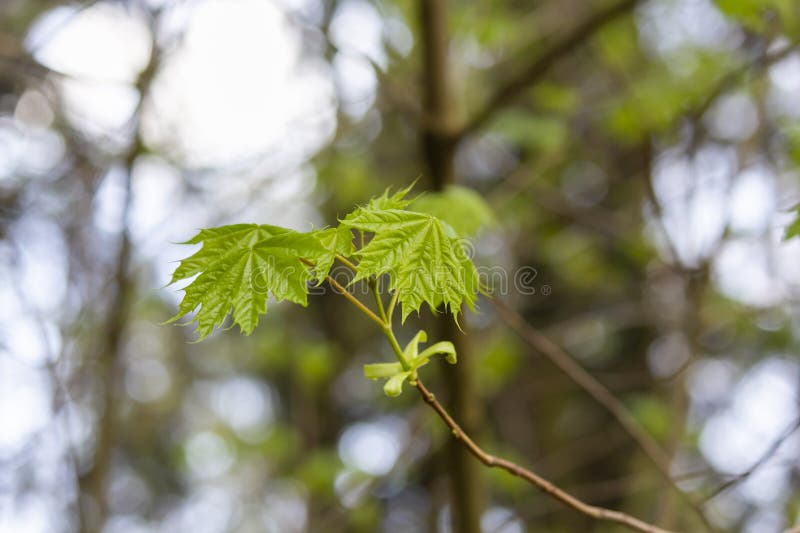 Young Maple Leaves on a Tree Branch. Landscape Design Stock Photo ...
