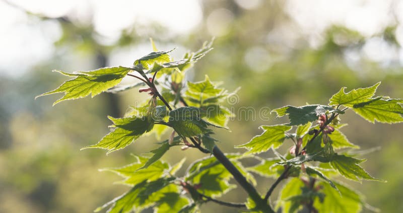 Young Maple Leaves in Warm Spring Sunlight Stock Image - Image of ...