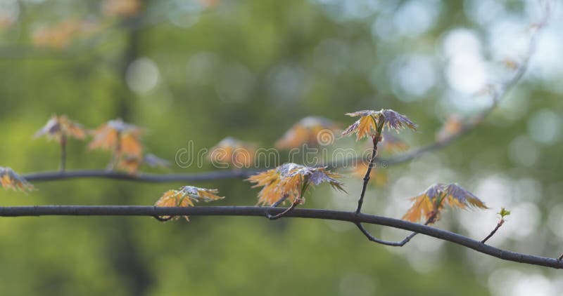 Young Maple Leaves in Warm Spring Sunlight Stock Photo - Image of ...