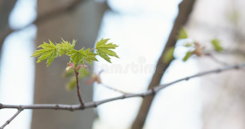 Young Maple Leaves in Warm Spring Sunlight Stock Photo - Image of fresh ...