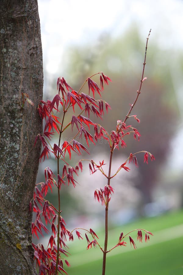 Young Maple Tree stock photo. Image of living, cultivation - 24387890