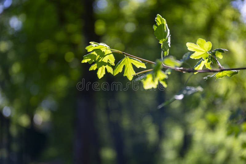 Young Maple Sprout in the Spring Sun. Glowing Leaves in the Ambient ...