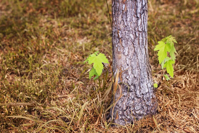 Young maple sprouts stock image. Image of nature, beginning - 73988135