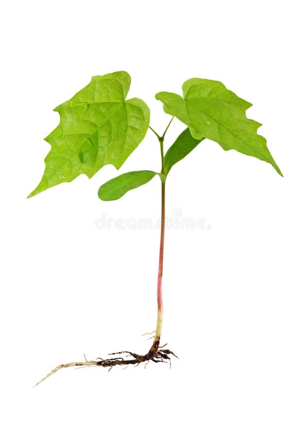 Oak Tree Seedling with Roots Stock Photo - Image of delicate, botanical ...
