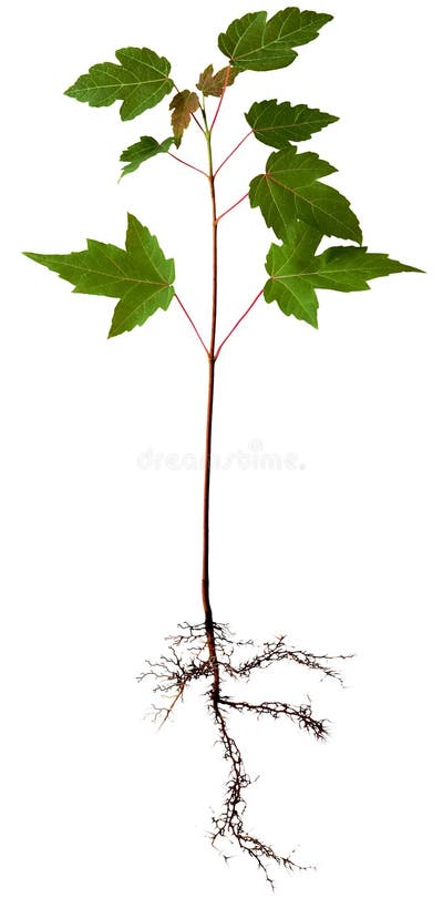 Young Maple Tree stock photo. Image of roots, environment - 6220342
