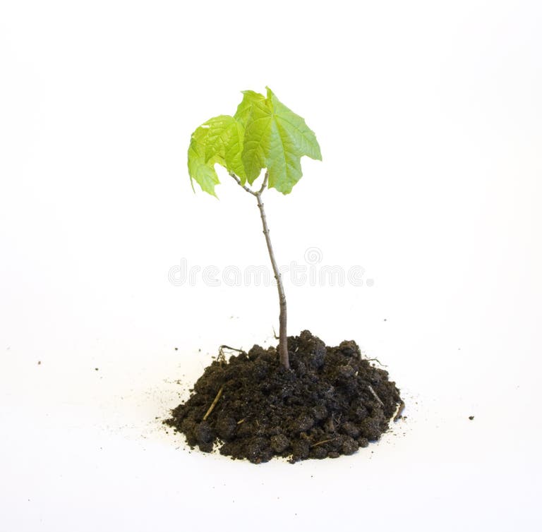 Young maple tree stock image. Image of botany, greenery - 9281353
