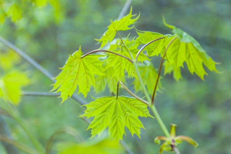 Young Maple Tree Branch with Soft Green Leaves Stock Photo - Image of ...