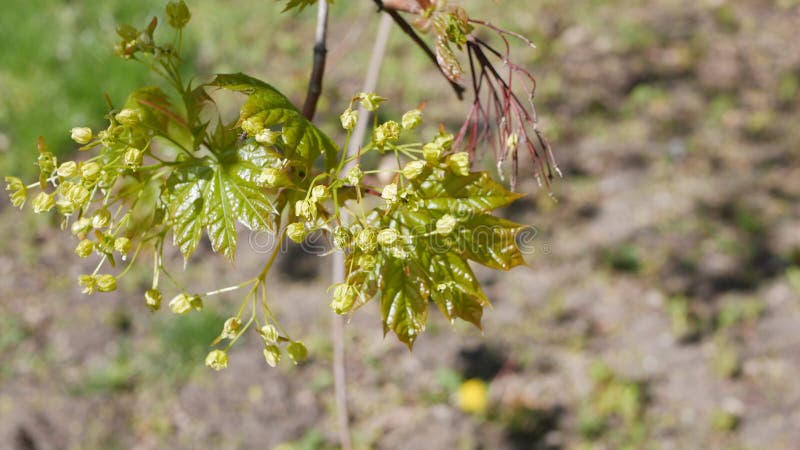 Close-up of a Young Maple Tree in April Stock Photo - Image of leaf ...