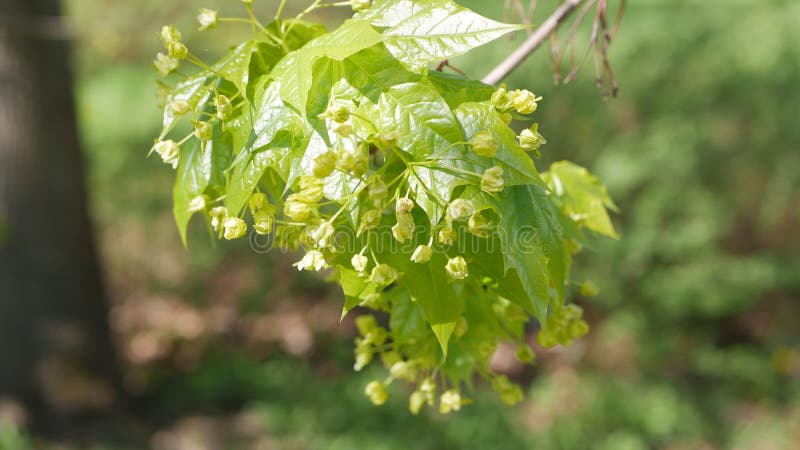 Close-up of a Young Maple Tree in April Stock Image - Image of green ...