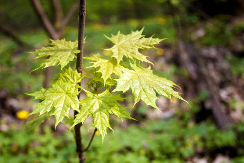 Young Maple Tree Closeup on Green Spring Forest Background Stock Image ...