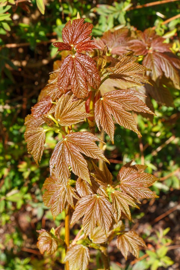 Young Maple Tree in a Garden Stock Photo - Image of brown, tree: 122942330