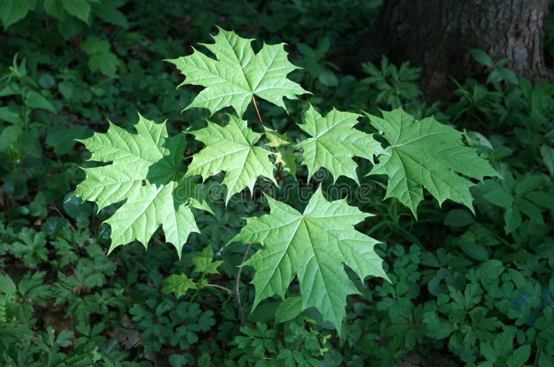 Young Maple Tree with Green Leaves Stock Image - Image of plant ...