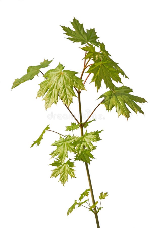 Young Maple in the Park Refinery in Yaroslavl. Reflection in a Puddle ...