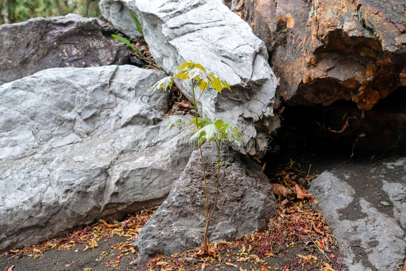 A Young Maple Tree with Large Green Leaves Grew on a Background of ...
