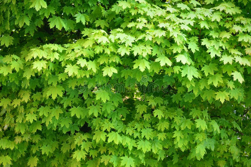 Young Maple Tree Leaves Growing in Spring Stock Image - Image of green ...