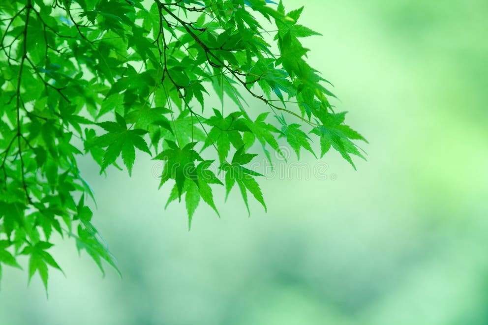 Young Maple Tree Leaves in Spring Stock Photo - Image of environment ...