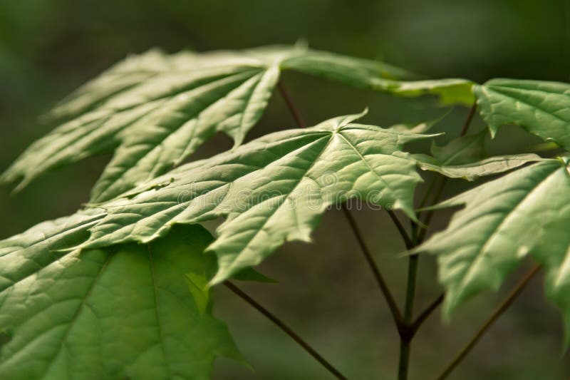 Young maple tree stock image. Image of nature, flora - 97245435