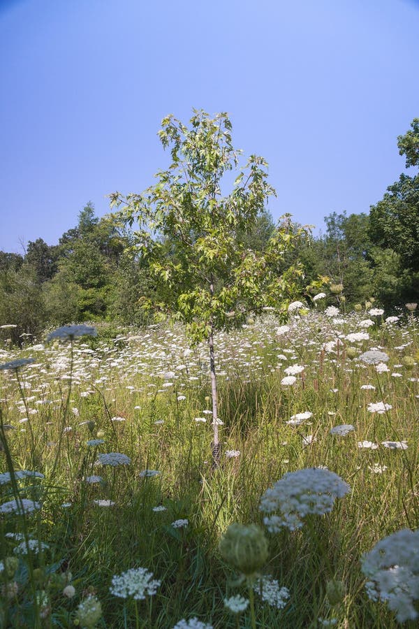 A Young Maple Tree in the Middle of a Field with Flowers White Stock ...