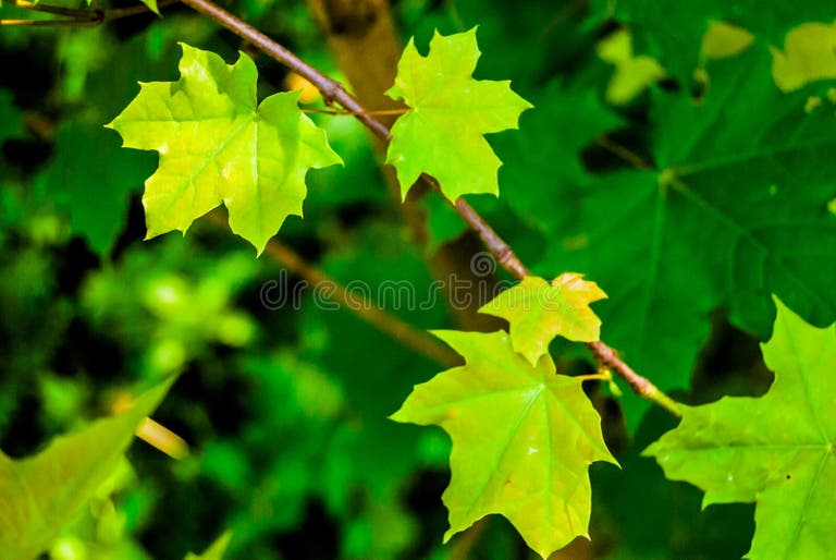 Young maple tree stock photo. Image of fresh, desert - 54131082