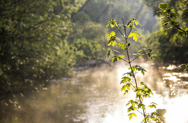 Young Maple Tree Under Morning River Stock Photo - Image of green ...