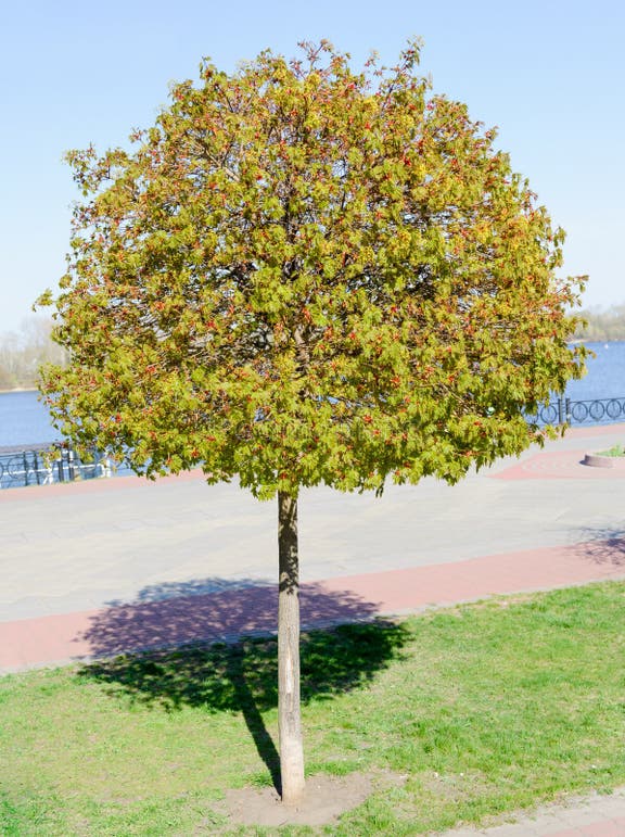 Young Maple Tree stock image. Image of natural, growing - 53601571