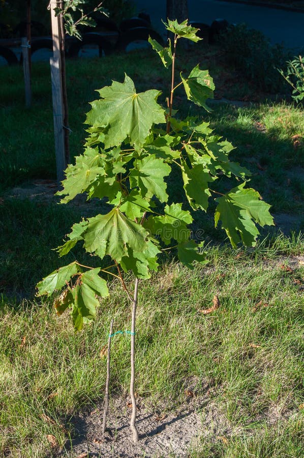 Young maple tree stock image. Image of colored, fall - 255556183