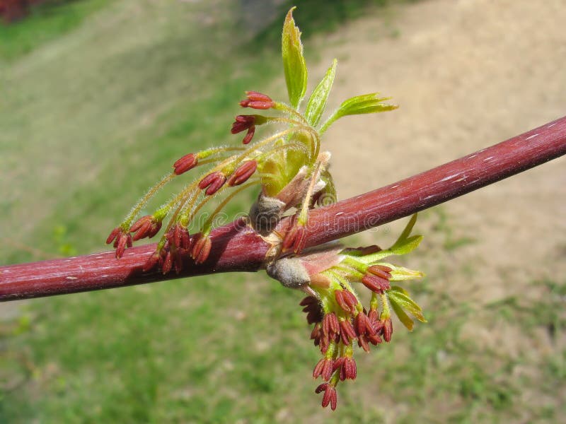 Young Maple Twig with Red Catkins Stock Photo - Image of grass ...