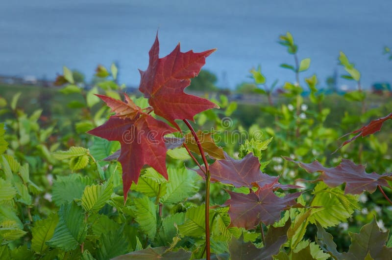 Young maple stock image. Image of leaves, beautiful - 118033933