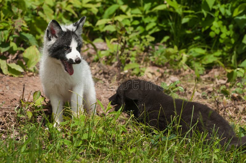 Young Marble Fox and Silver Fox (Vulpes Vulpes) Playing Stock Photo ...